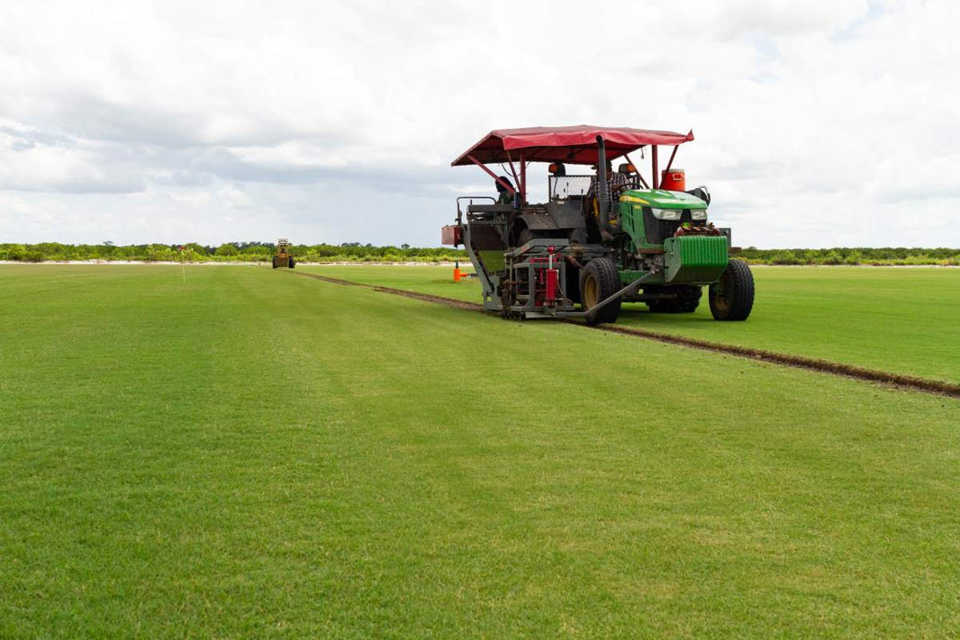 BIMINI® Bermudagrass for Lawns, Golf Courses, & Sports Fields