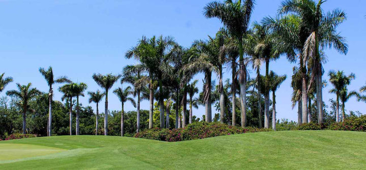 BIMINI® Bermudagrass for Lawns, Golf Courses, & Sports Fields