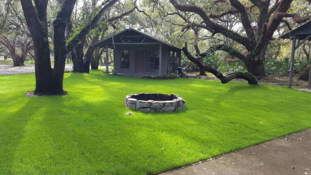 BIMINI® Bermudagrass for Lawns, Golf Courses, & Sports Fields