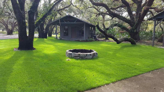 BIMINI® Bermudagrass for Lawns, Golf Courses, & Sports Fields