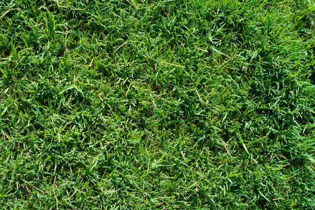 Secrets to Fast-Track Bermudagrass Growth on Golf Greens