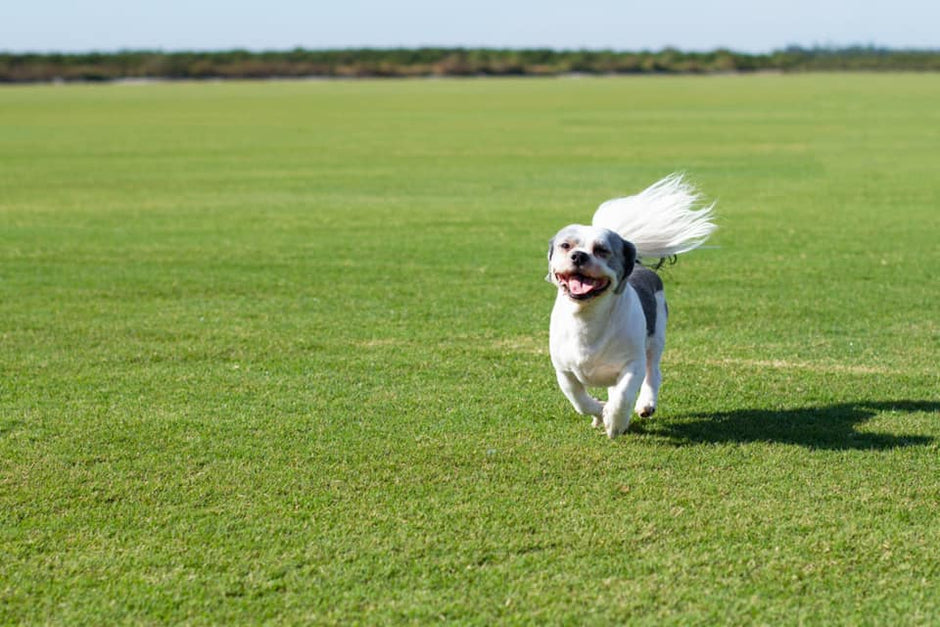 BIMINI® Bermudagrass for Lawns, Golf Courses, & Sports Fields