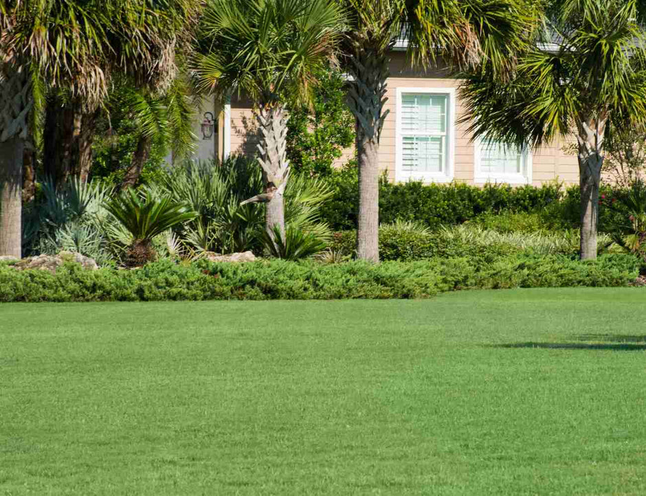 BIMINI® Bermudagrass for Lawns, Golf Courses, & Sports Fields