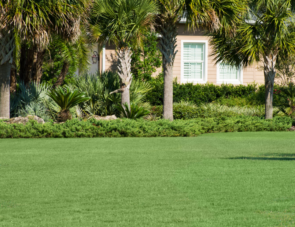 BIMINI® Bermudagrass for Lawns, Golf Courses, & Sports Fields