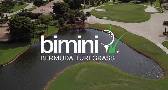 BIMINI® Diversity - Bermuda Turfgrass