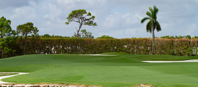 BIMINI® Bermudagrass for Lawns, Golf Courses, & Sports Fields