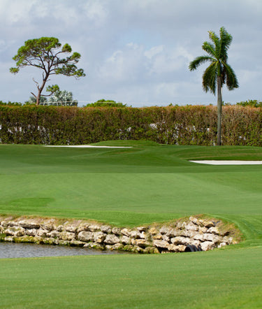 BIMINI® Bermudagrass for Lawns, Golf Courses, & Sports Fields